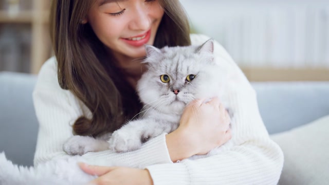 Cute Cat With Person Stock Footage: Royalty-Free Video Clips - Storyblocks