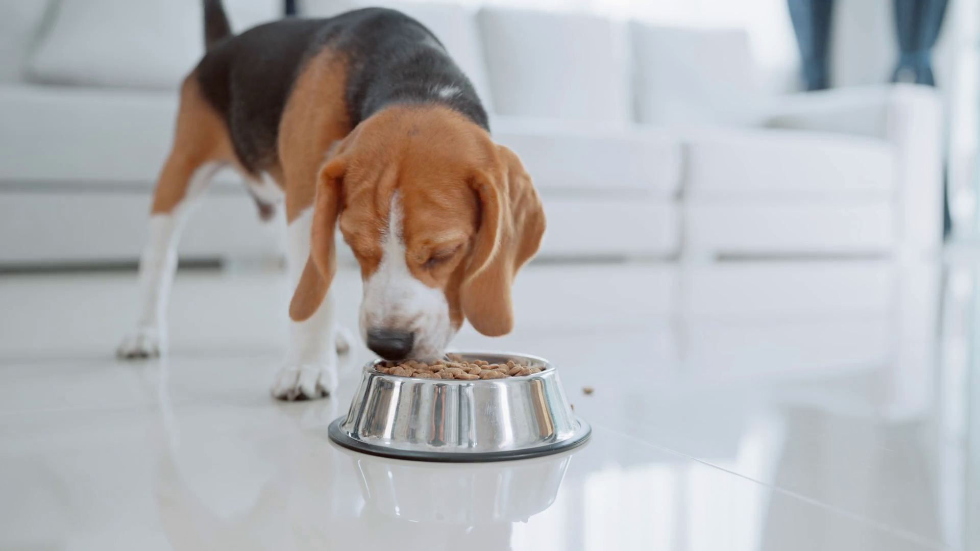 A Cute Beagle Puppy Eats Food In Bowl On Stock Footage SBV-348947787 ...