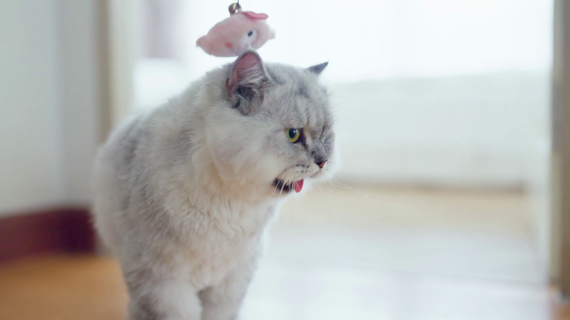 Fluffy Cat Standing On Floor At House Stock Footage SBV-348426039 ...