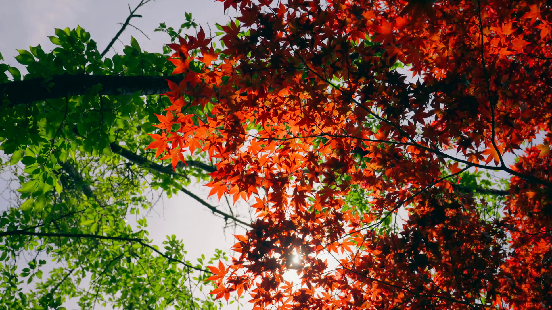 Dreamcore Aesthetic & Surreal Video Clips | Storyblocks