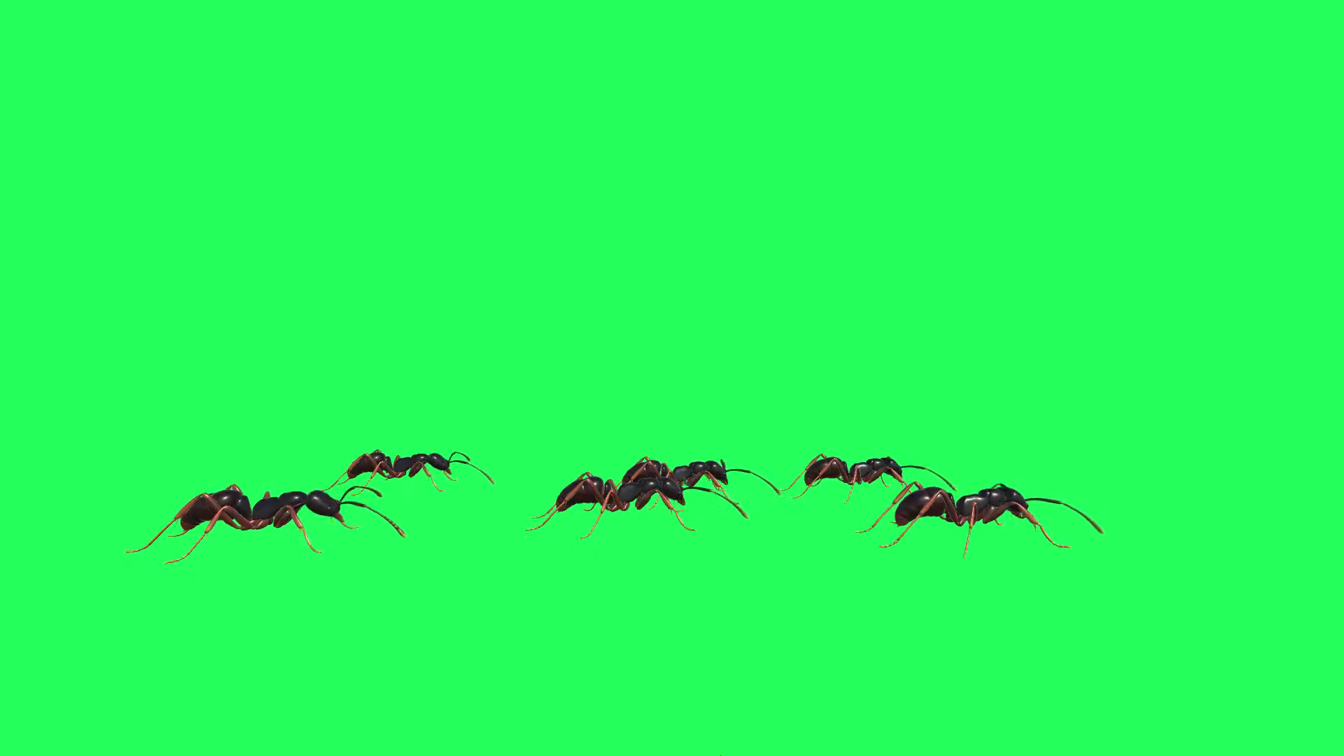 Ants Moving On Green Screen Stock Motion Graphics SBV-347489037 ...