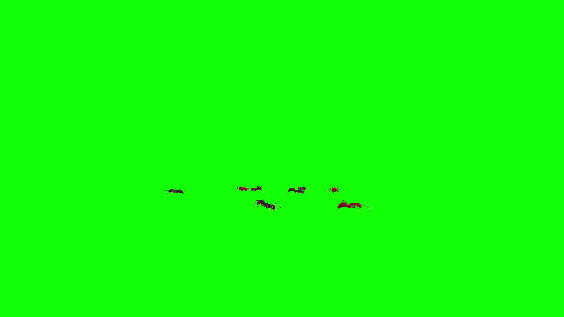 Ants Walking On Green Screen 6 Stock Motion Graphics SBV-347488946 ...
