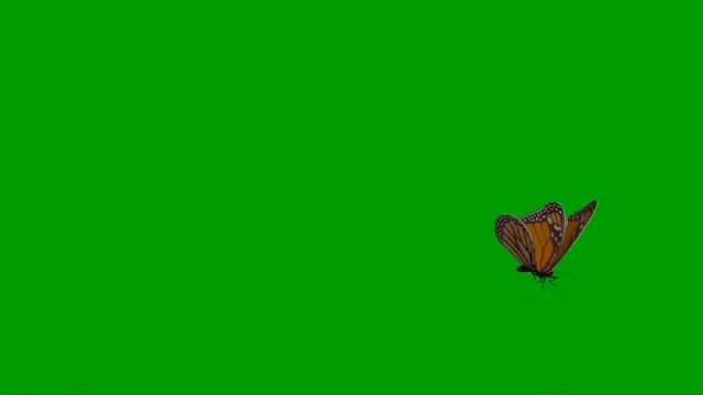Download 77 Butterfly Green Screen Motion Backgrounds - Storyblocks