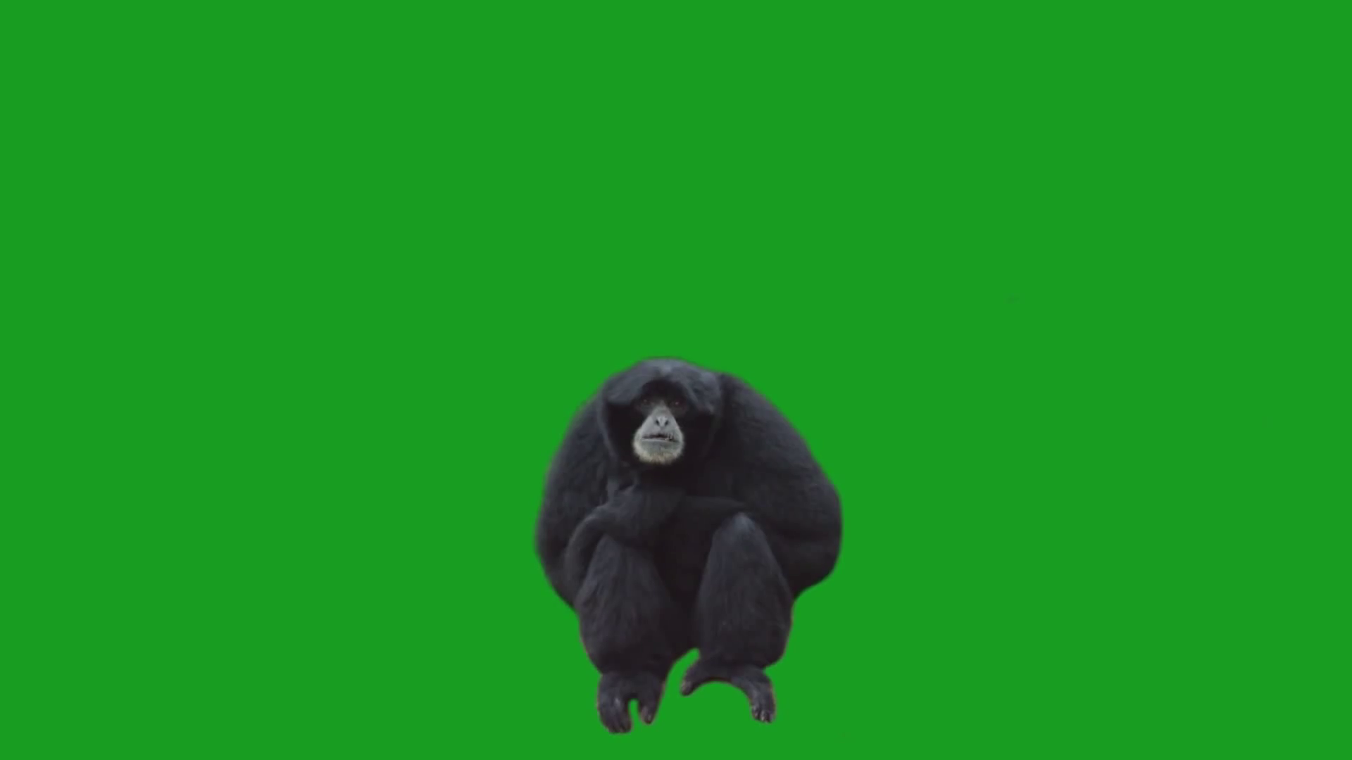 Monkey Sitting Looking Around On Green Screen Stock Motion Graphics SBV ...