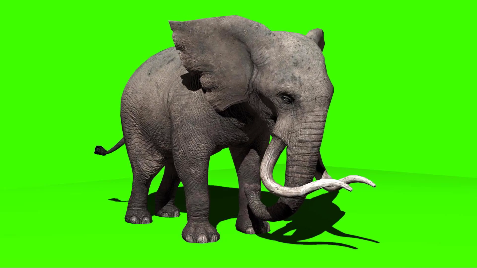 Elephant Looking On Green Screen 8 Stock Motion Graphics SBV-347559582 - Storyblocks