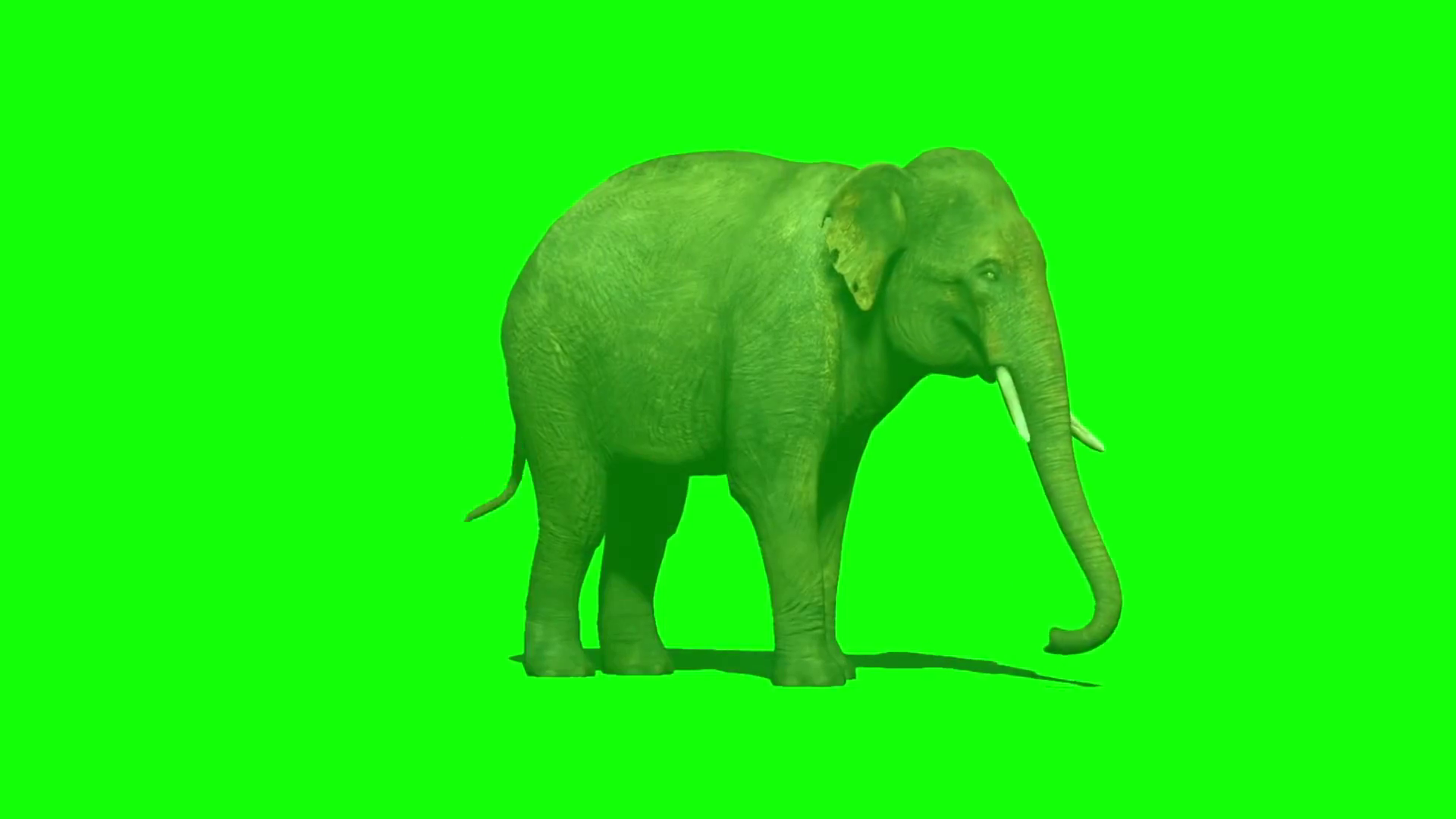 Elephant Walking On Green Screen 17 Stock Motion Graphics SBV-347559598 ...