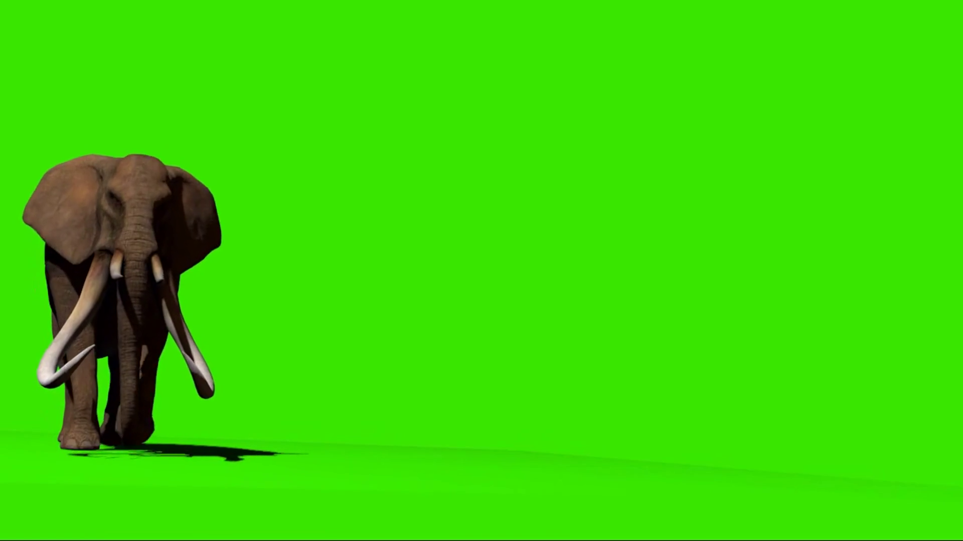 Elephant Walking On Green Screen 29 Stock Motion Graphics SBV-347559576 ...