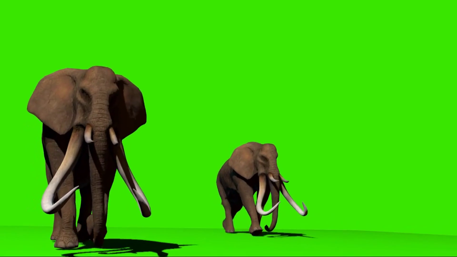 Elephants Walking On Green Screen 20 Stock Motion Graphics SBV ...