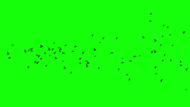 Download 1,049 Animal Green Screen Motion Backgrounds - Storyblocks