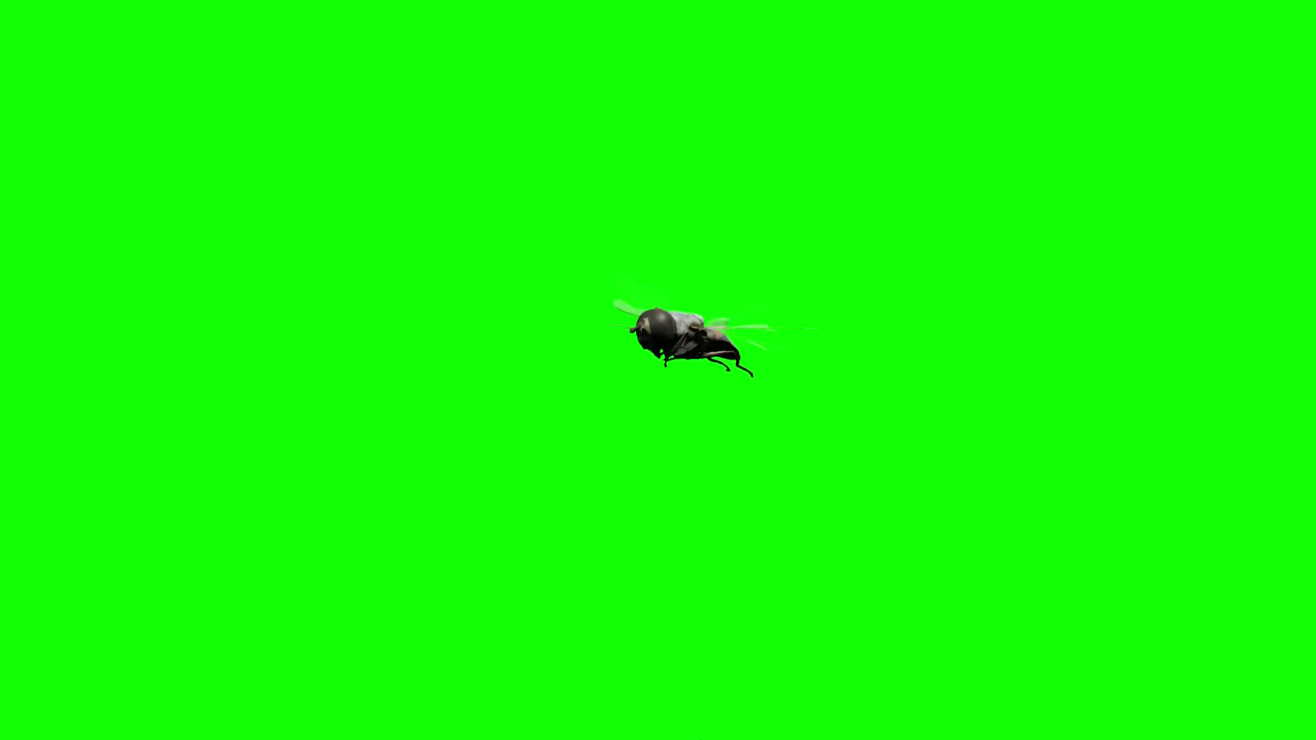 Fly Flying On Green Screen 6 Stock Motion Graphics SBV-347559764 ...