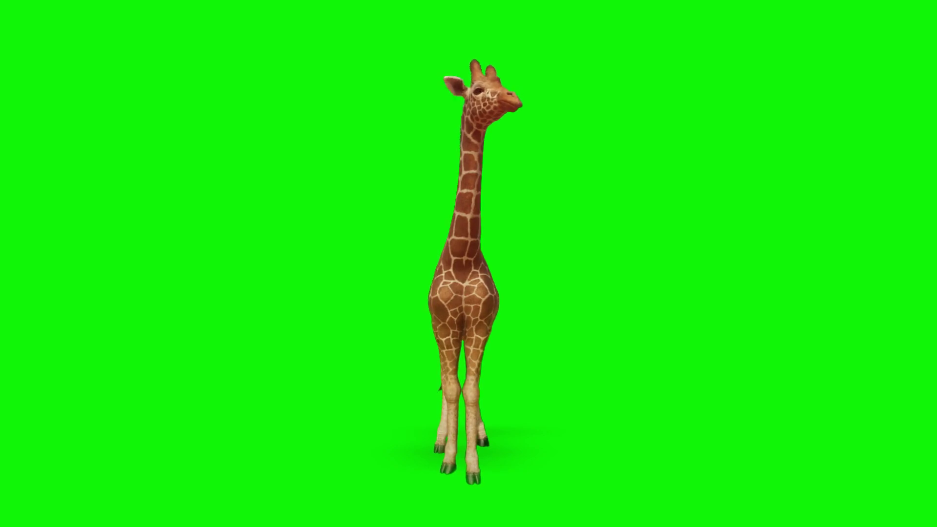 Giraffe Looking On Green Screen Stock Motion Graphics SBV-347559814 ...