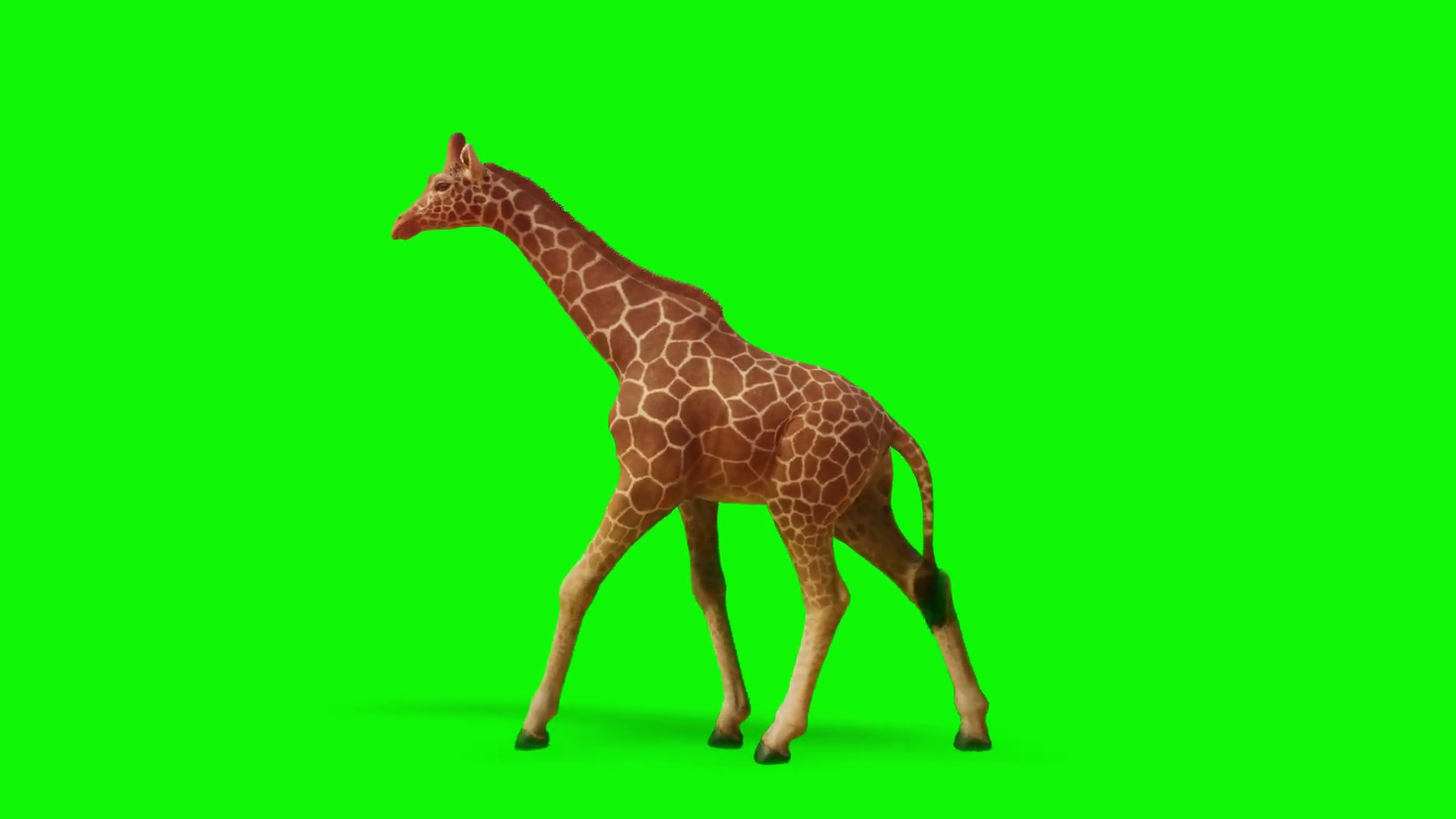 Giraffe Walking On Green Screen Stock Motion Graphics SBV-347559810 ...