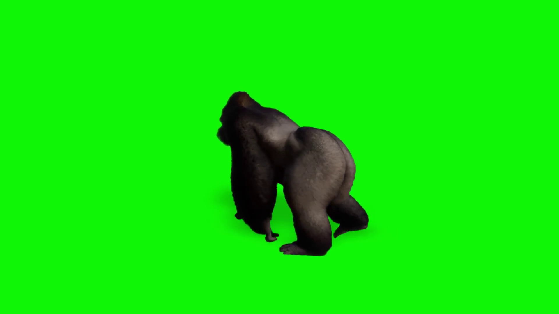 Gorilla Walking On Green Screen 13 Stock Motion Graphics SBV-347559966 ...