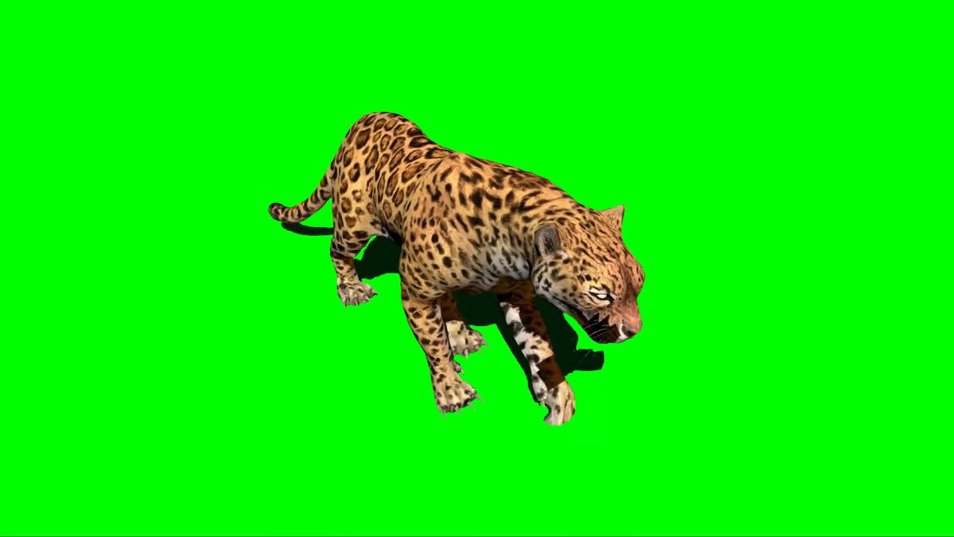 Leopard Walking On Green Screen 1 Stock Motion Graphics SBV-347559884 ...