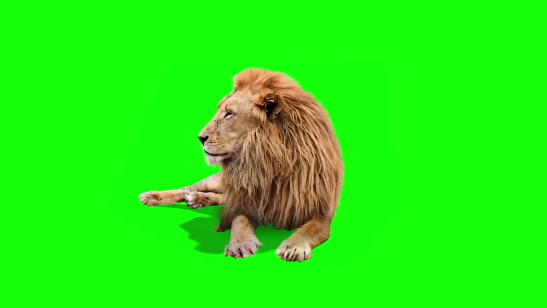 Lion Shaking Head On Green Screen 3 Stock Motion Graphics SBV-347559911 ...