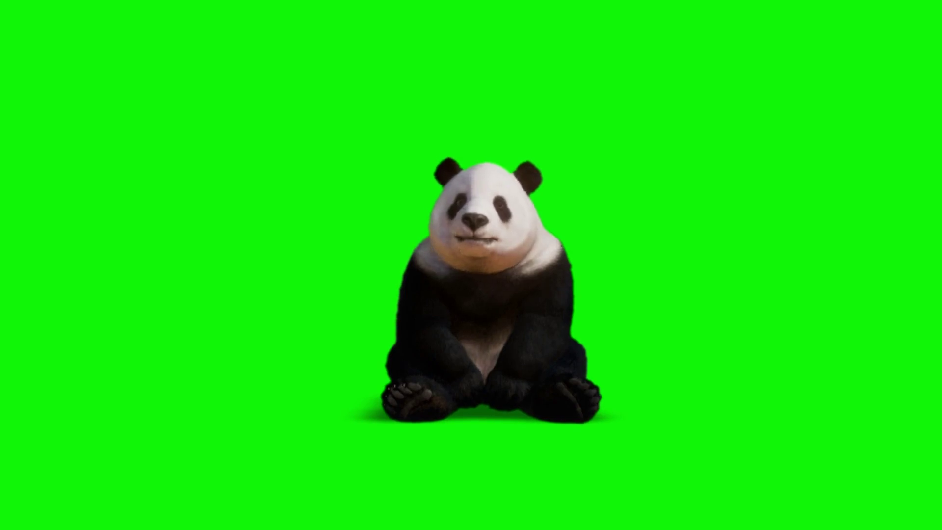 Panda Looking Around On Green Screen Stock Motion Graphics SBV ...