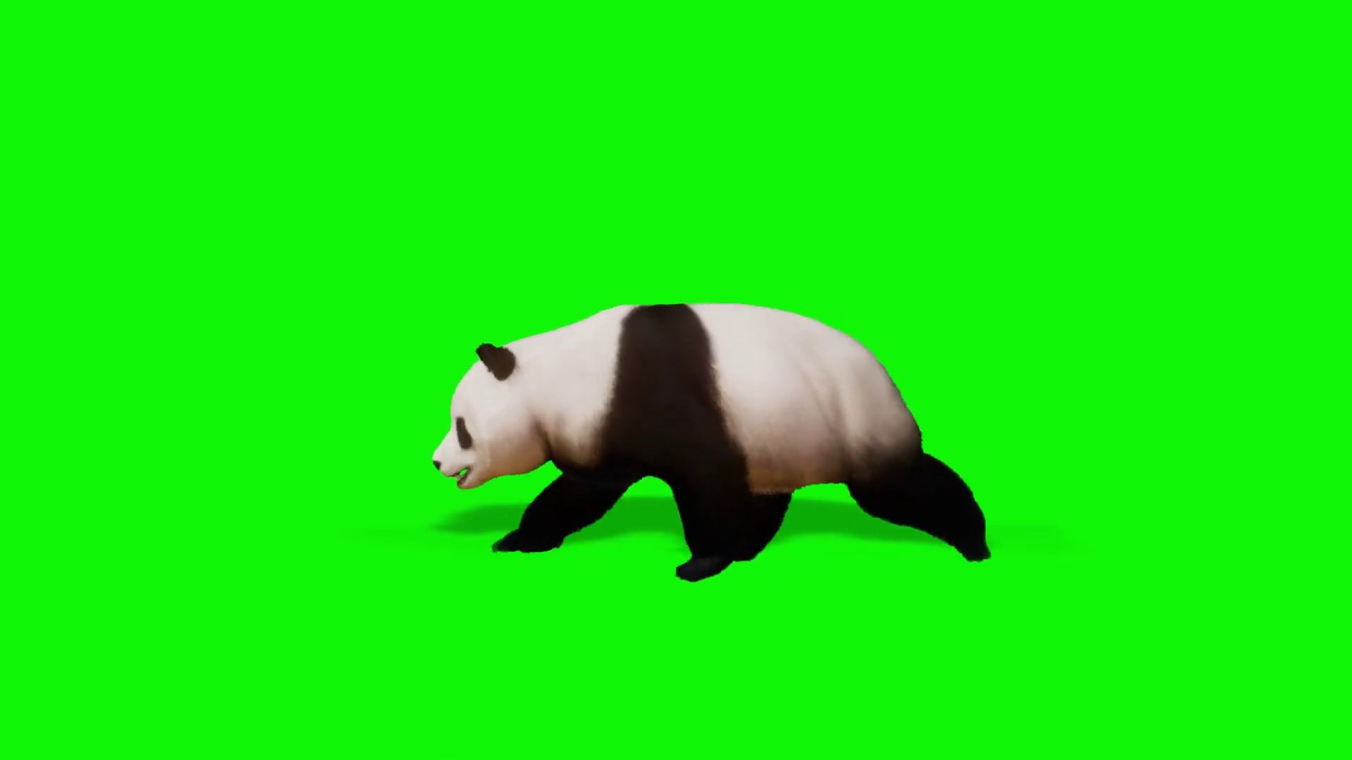 Panda Running On Green Screen Stock Motion Graphics SBV-347562190 ...