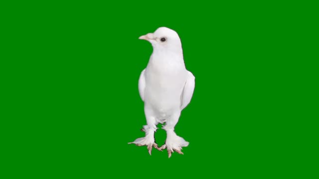 Dove Green Screen | Nature motion backgrounds - Storyblocks