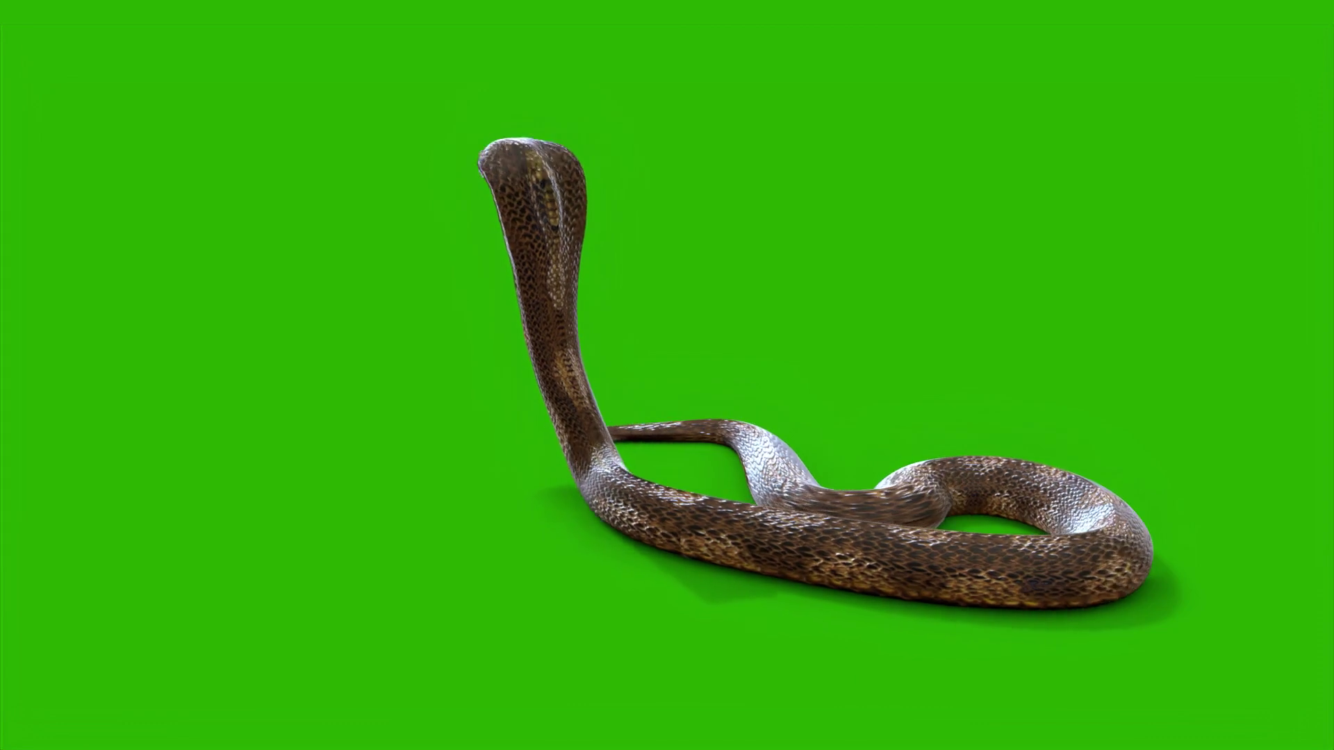 Snake Attacking On Green Screen 23 Stock Motion Graphics SBV-347488719 ...
