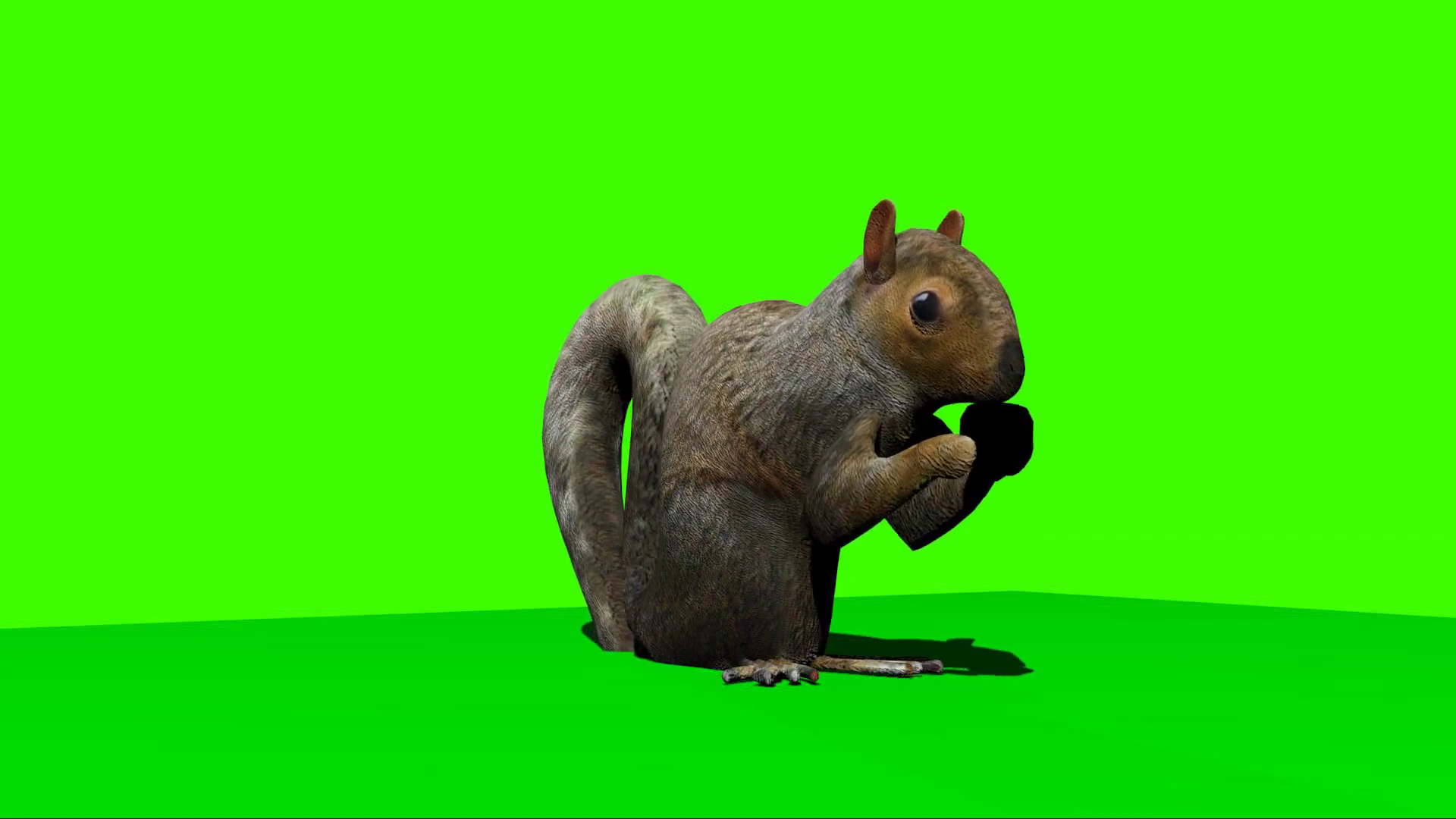 Squirrel Eating On Green Screen 2 Stock Motion Graphics SBV-347560138 ...