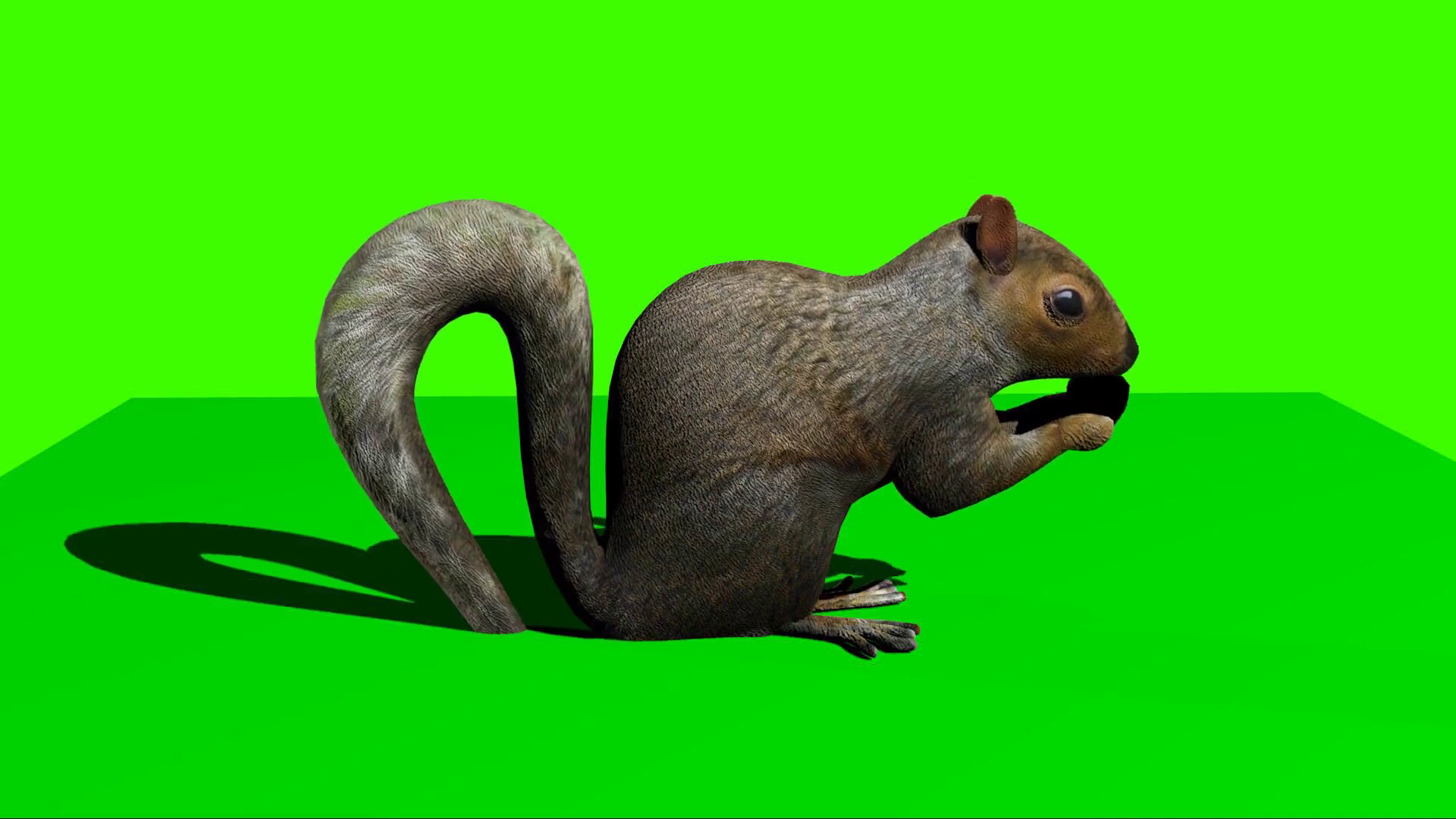 Squirrel Eating On Green Screen 3 Stock Motion Graphics SBV-347560141 ...