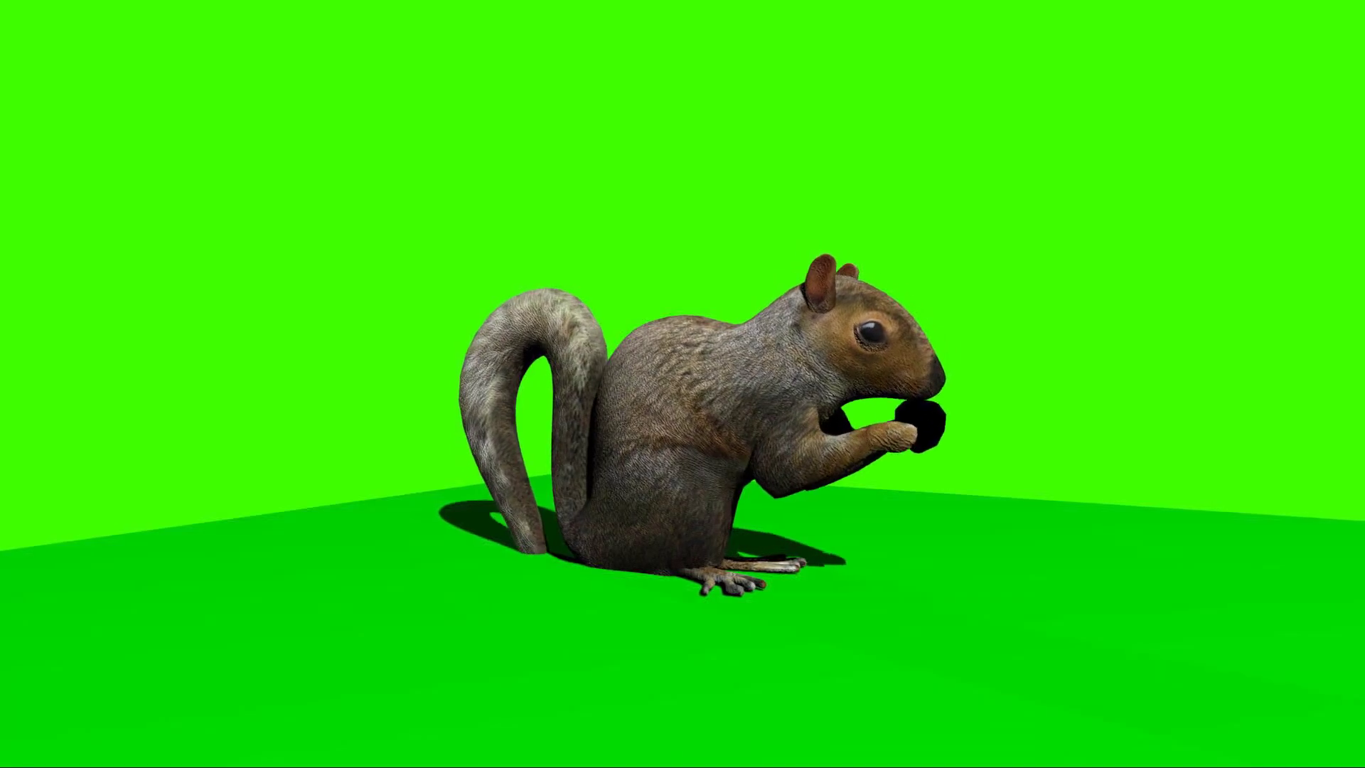 Squirrel Eating On Green Screen 4 Stock Motion Graphics SBV-347560140 ...