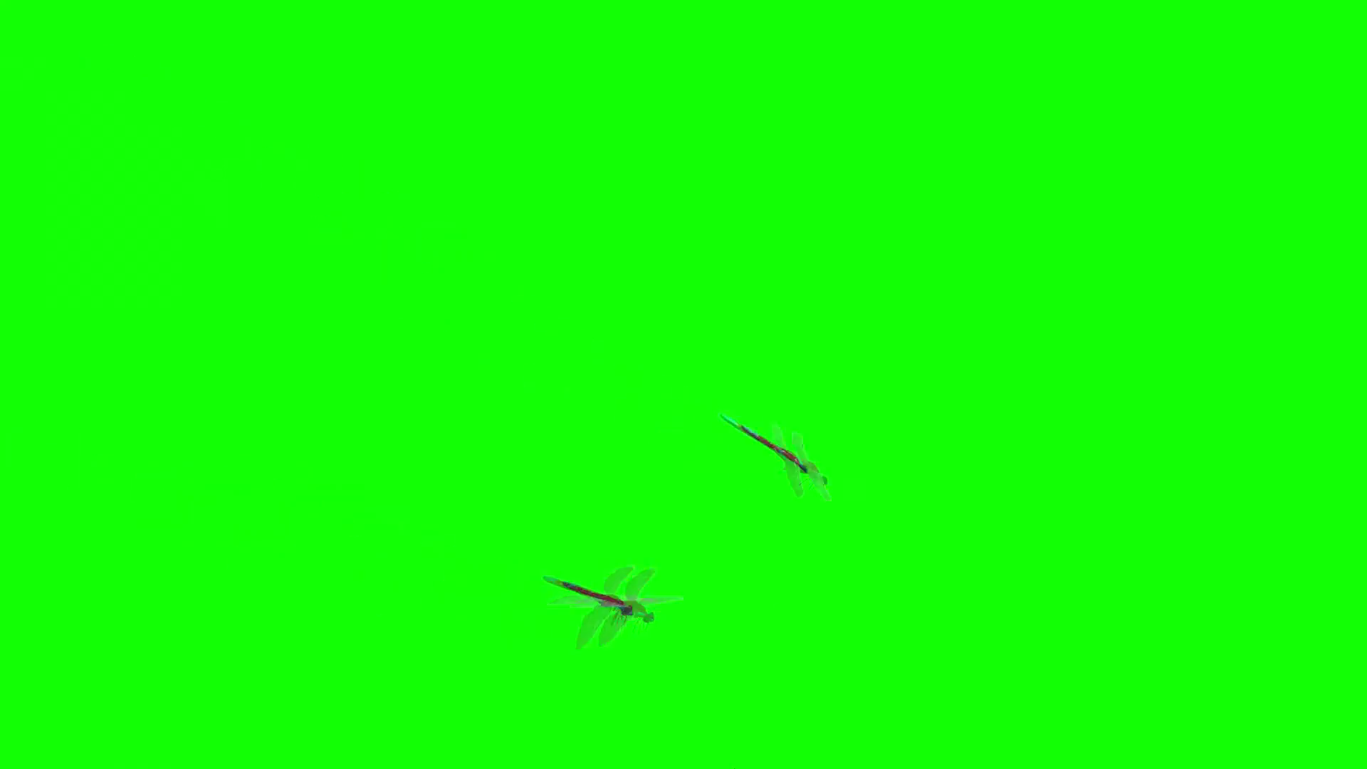 Swarm Of Dragonflies Flying On Green Screen Stock Motion Graphics SBV ...