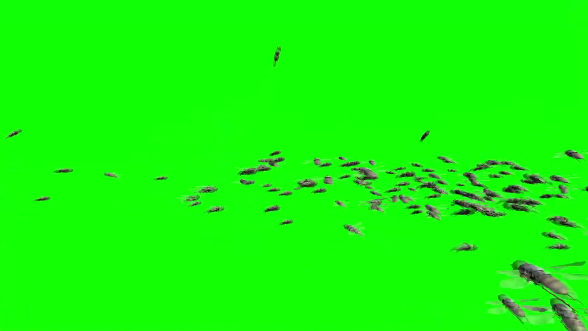Swarm Of Flies Flying On Green Screen 17 Stock Motion Graphics SBV ...