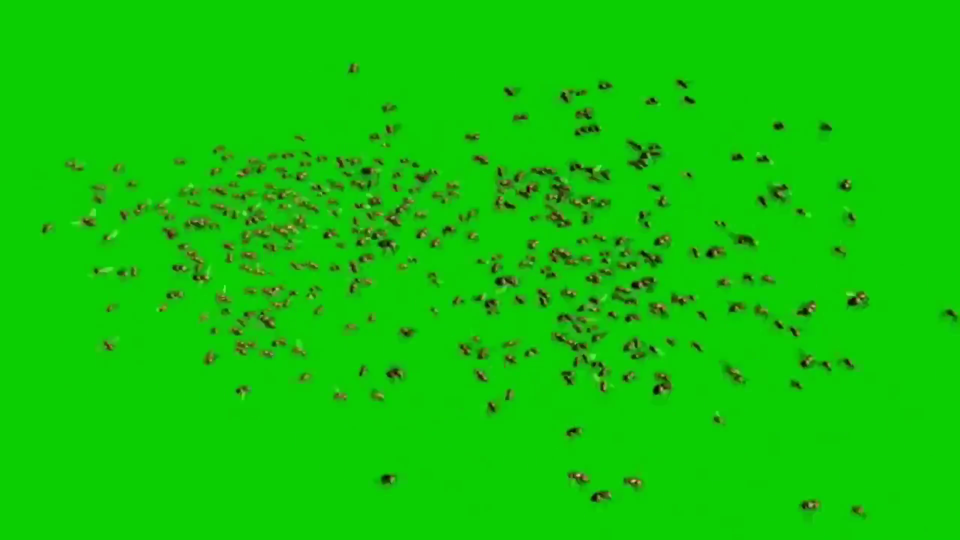 Swarm Of Flies Flying On Green Screen 8 Stock Motion Graphics SBV ...