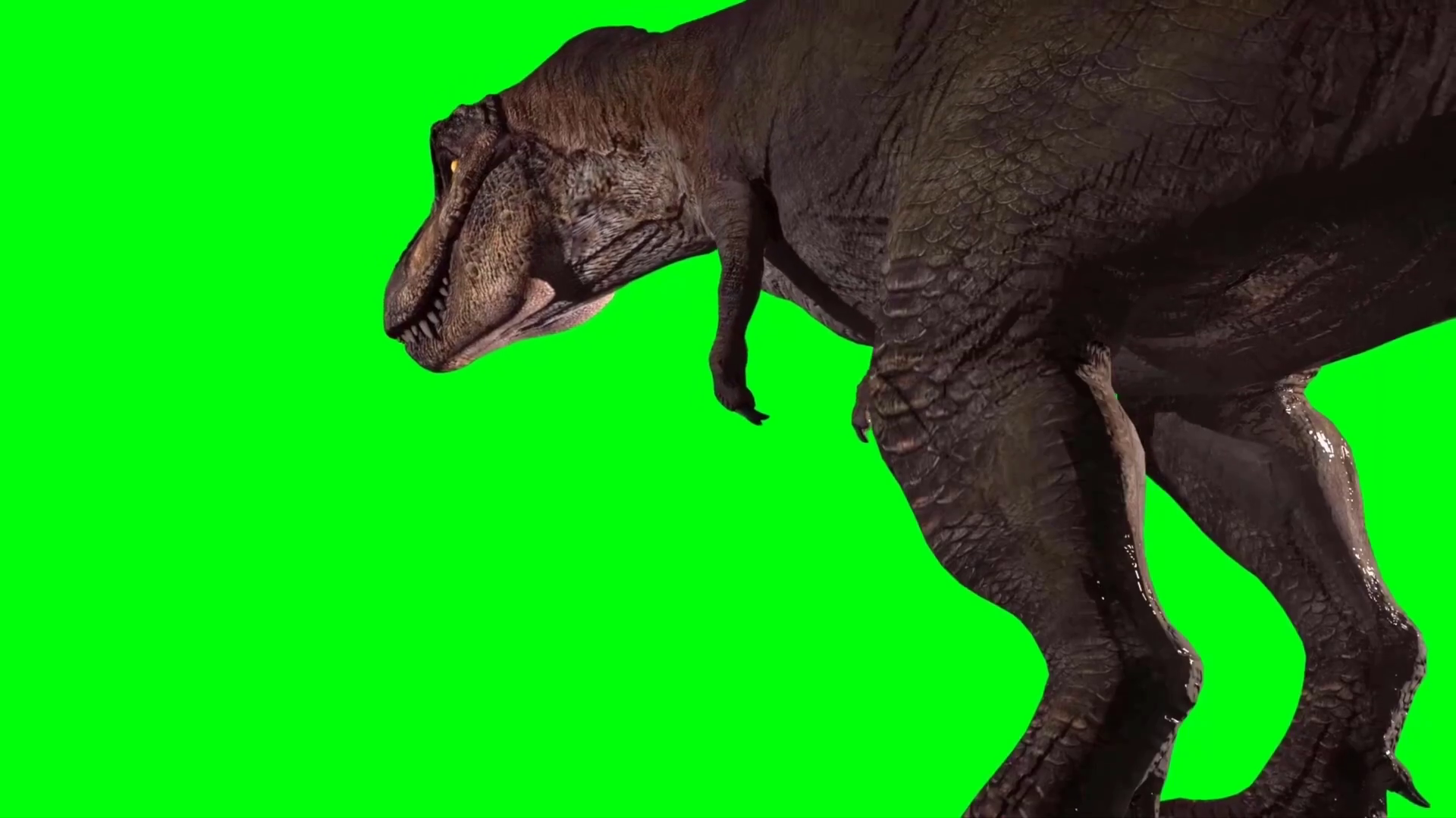 Tyrannosaurus Rex Roaring On Green Screen 18 Stock Motion Graphics SBV ...