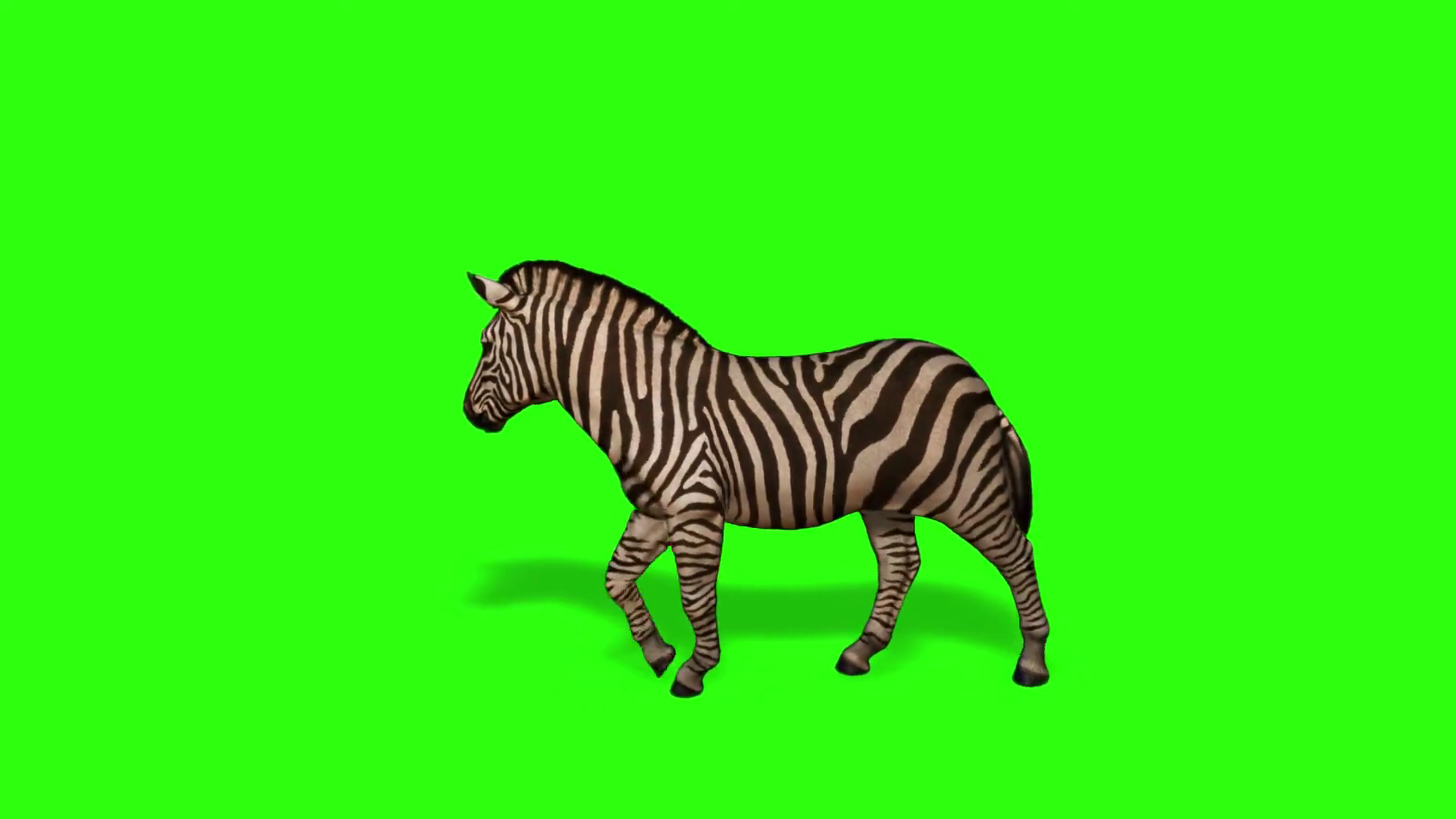Zebra Walking On Green Screen Stock Motion Graphics SBV-347560097 ...