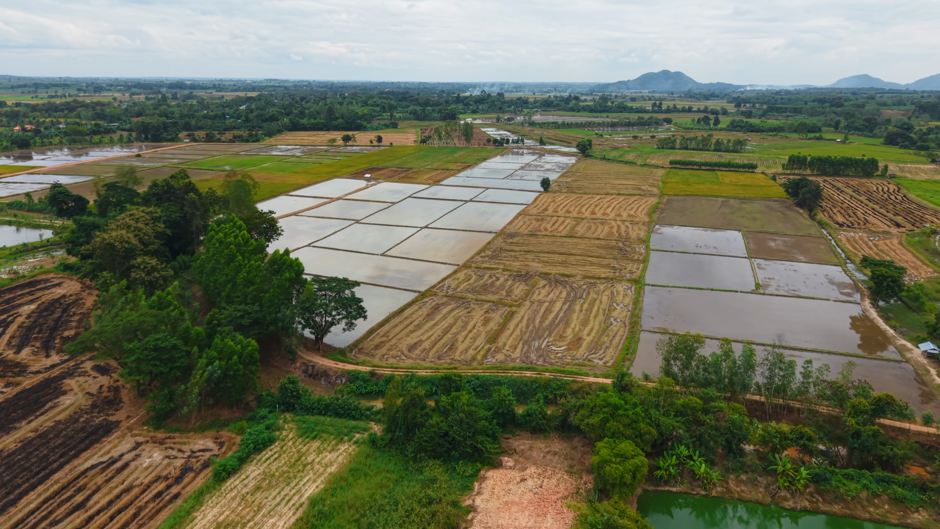 Farm Buildings Cultivated Rice Fields Create Stock Footage SBV ...