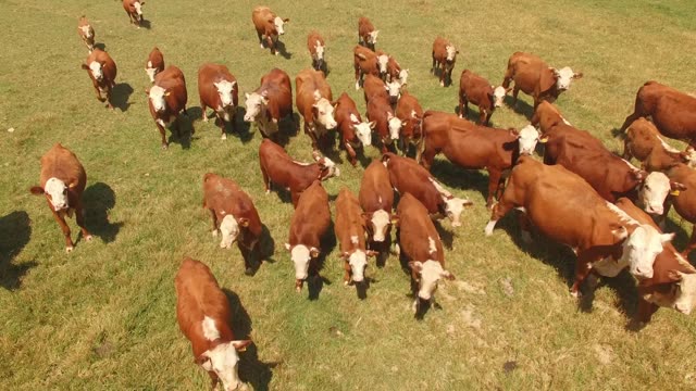 Animal Stampede Stock Footage: Royalty-Free Video Clips - Storyblocks