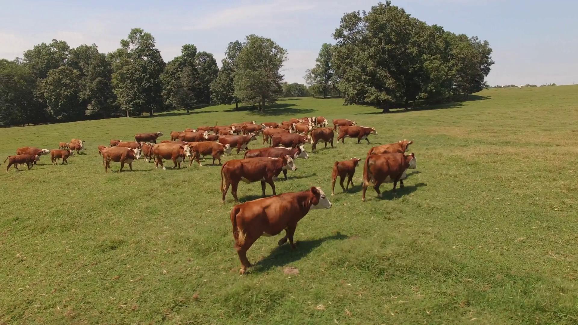 Epic Orbiting Herd Of Cows Stock Footage SBV-323252486 - Storyblocks