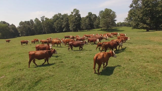 Cows On Farm Stock Footage: Royalty-Free Video Clips - Storyblocks