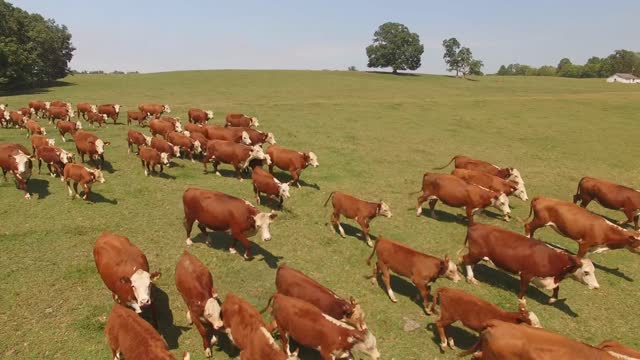 Stampede Stock Footage: Royalty-Free Video Clips - Storyblocks