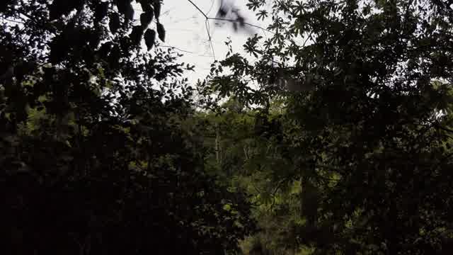 Bats Flying Stock Footage: Royalty-Free Video Clips - Storyblocks