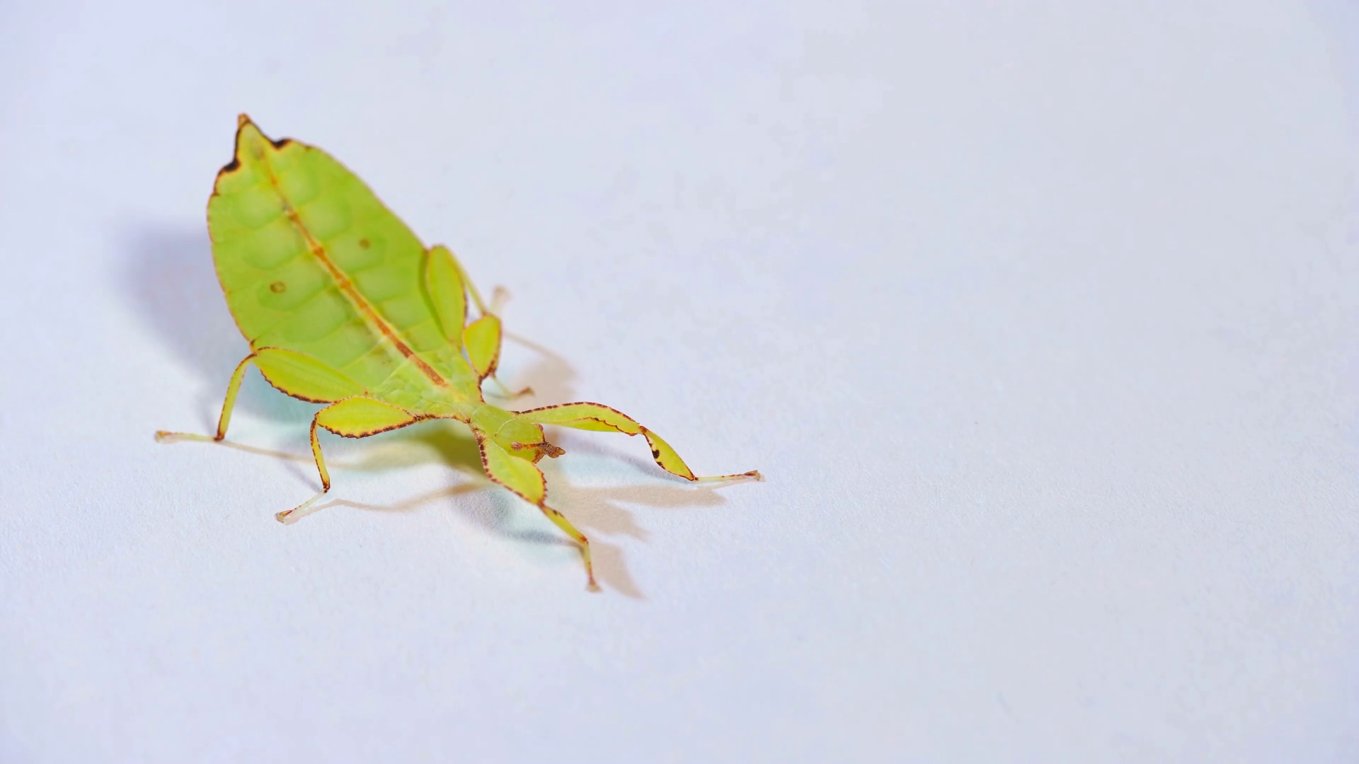 8 Macro Shot Of Phyllium Philippinicum Stock Footage SBV-338950860 ...