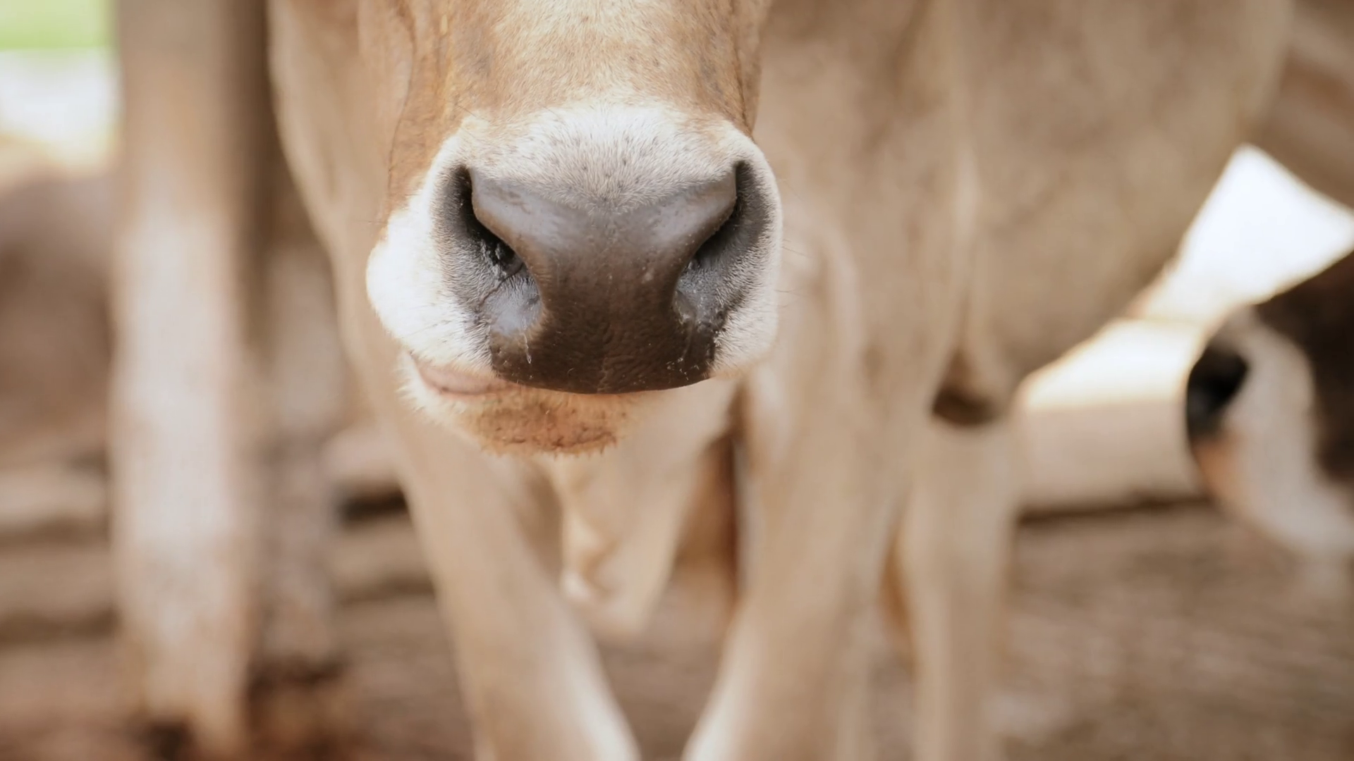 Cow Face Nose Animals Living In Ranch Stock Footage SBV-315246521 ...