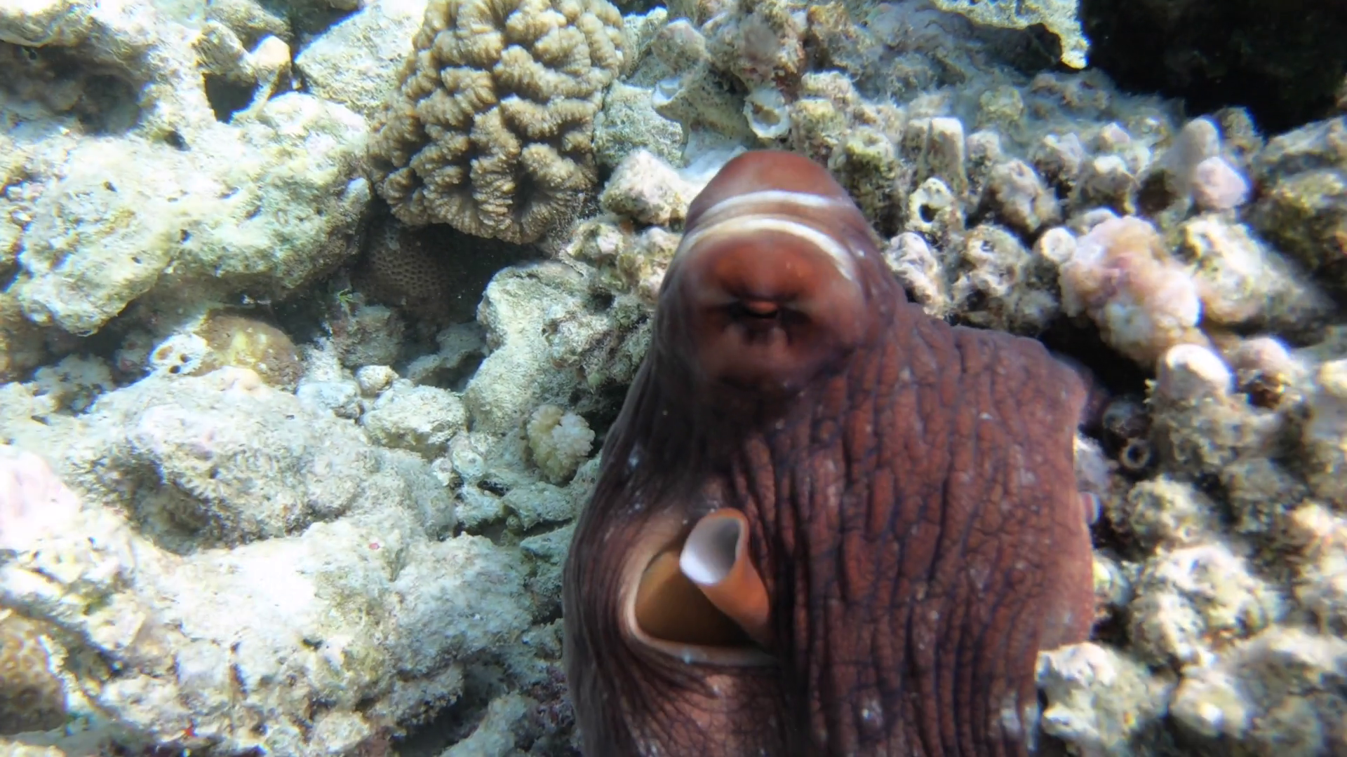 Octopus hiding under corals in shallow sea water. Marine life, mollusc ...
