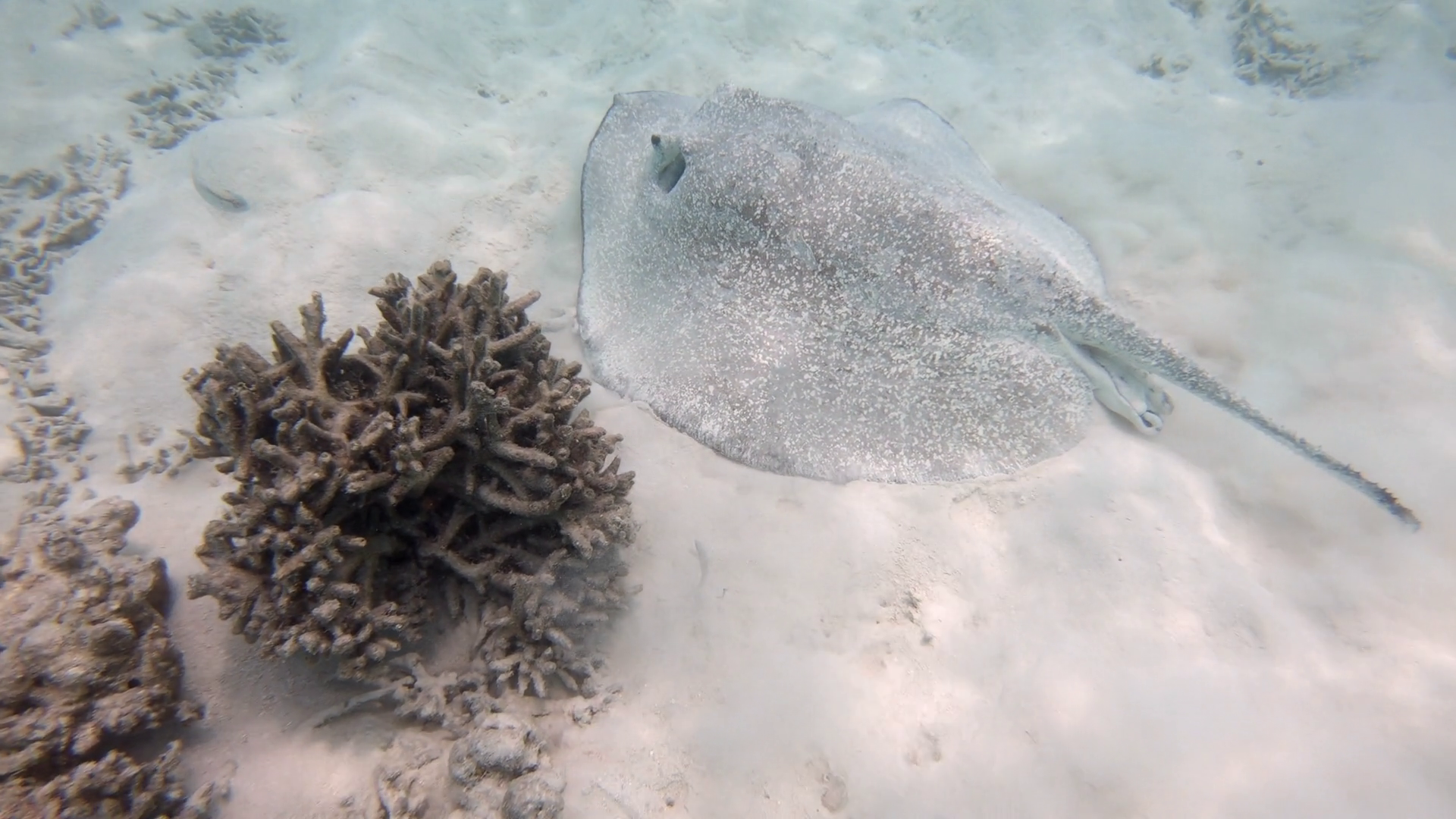 Stingray on white sand. Fish swimming in shallow sea waters of the ...