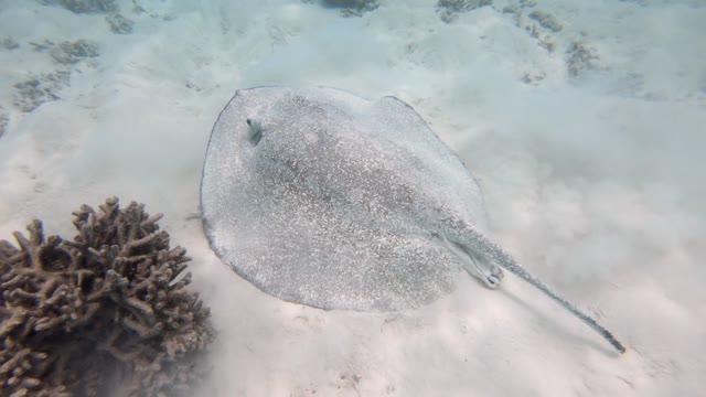 Stingray Fish Stock Footage: Royalty-Free Video Clips - Storyblocks