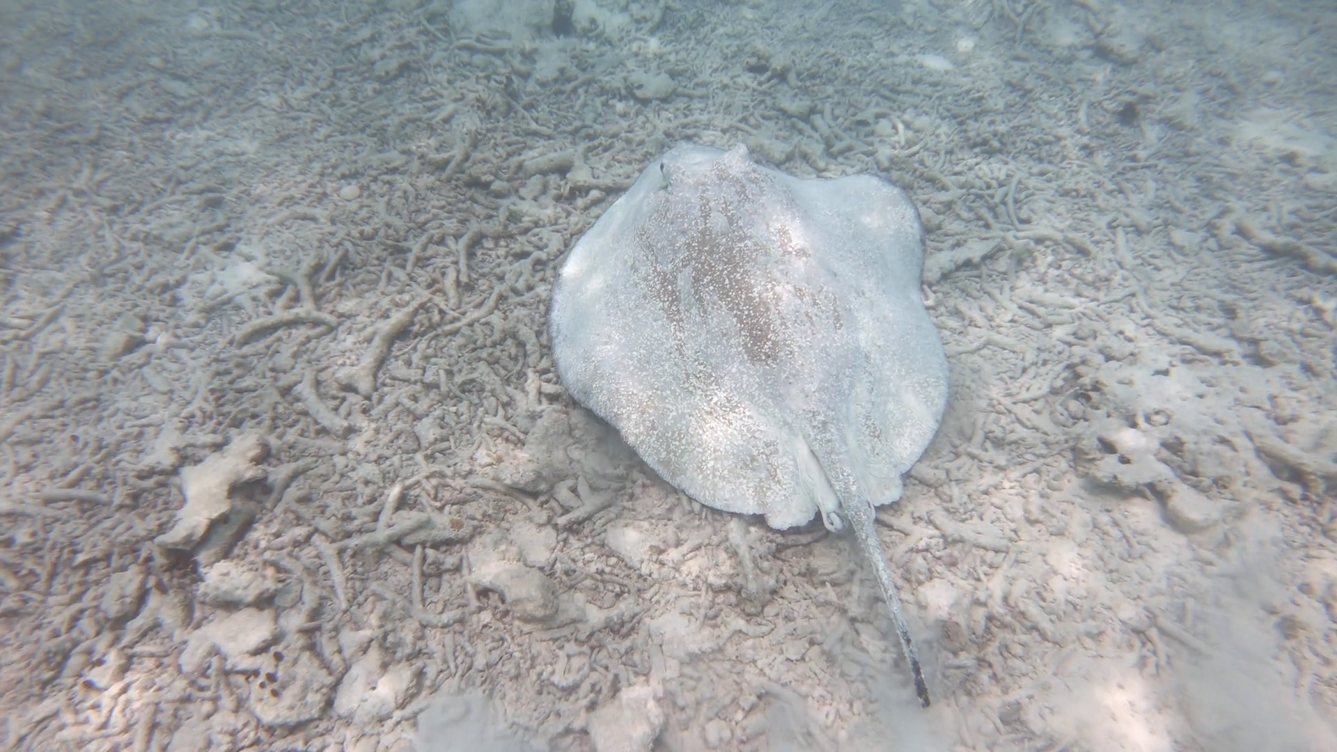 Stingray on white sand. Fish swimming in shallow sea waters of the ...