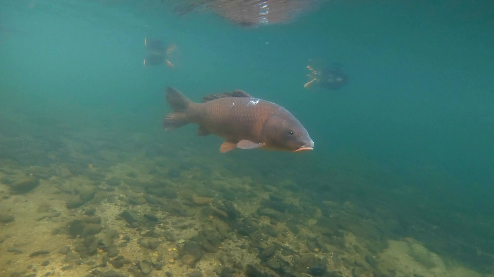 Underwater View Of Koi Carp Japanese Fish Stock Footage SBV-338890824 ...