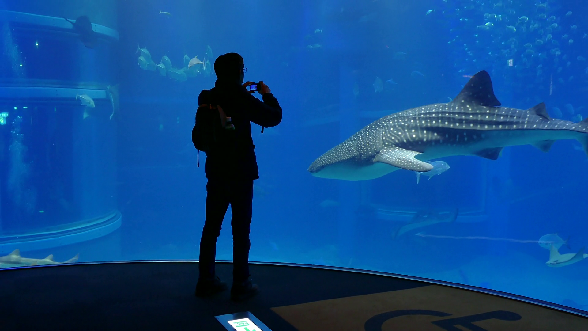 Whale shark, sharks, fish, stingrays, sea animals swimming in marine ...