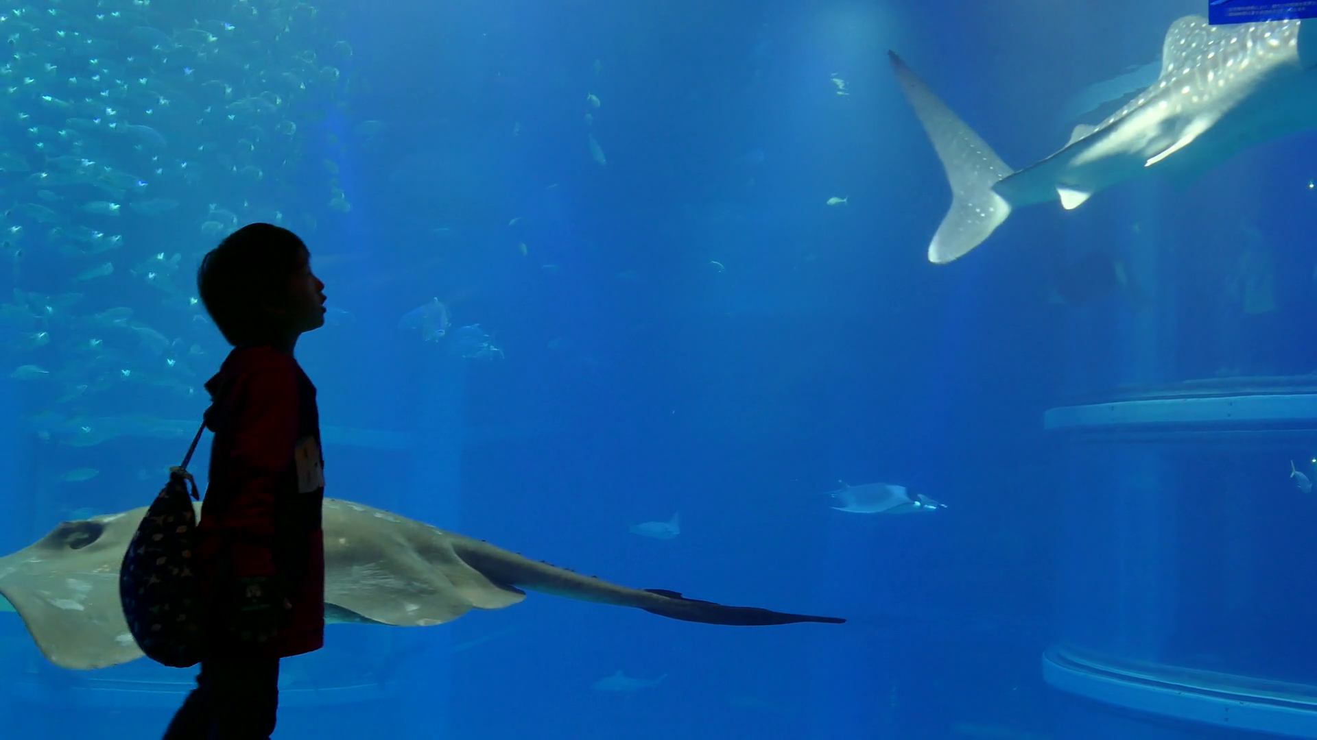 Whale shark, sharks, fish, stingrays, sea animals swimming in water ...