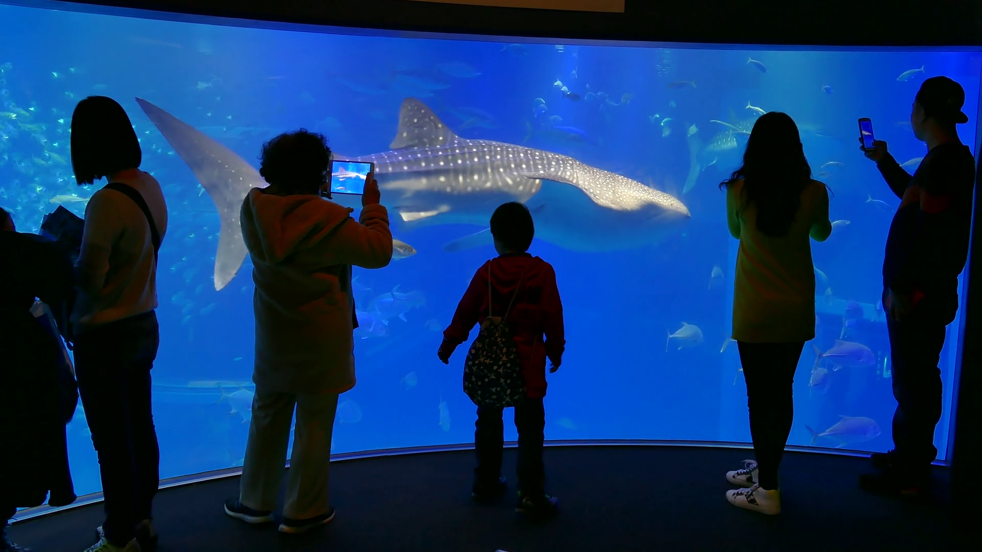 Whale shark, sharks, fish, stingrays, sea animals swimming in marine ...