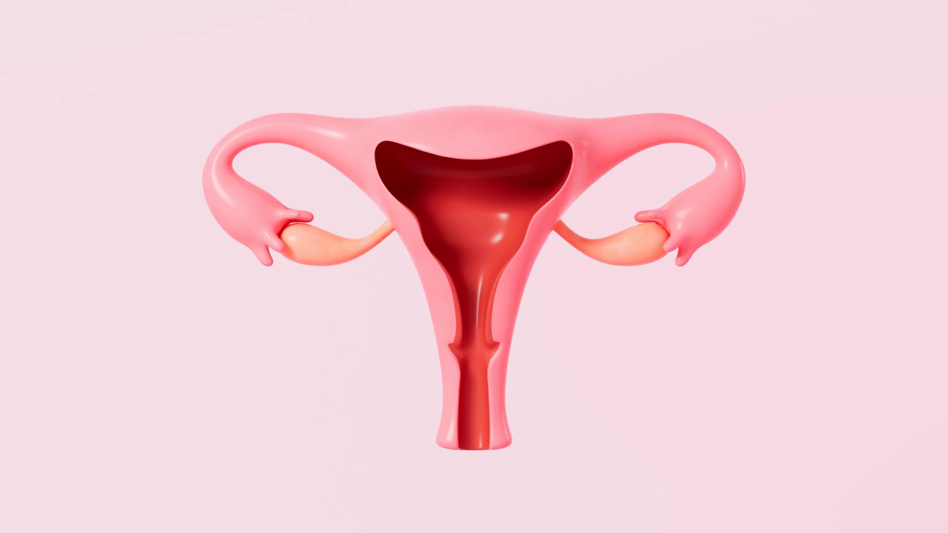 Human Uterus Model 3d Rendering Stock Motion Graphics SBV-348643067 ...