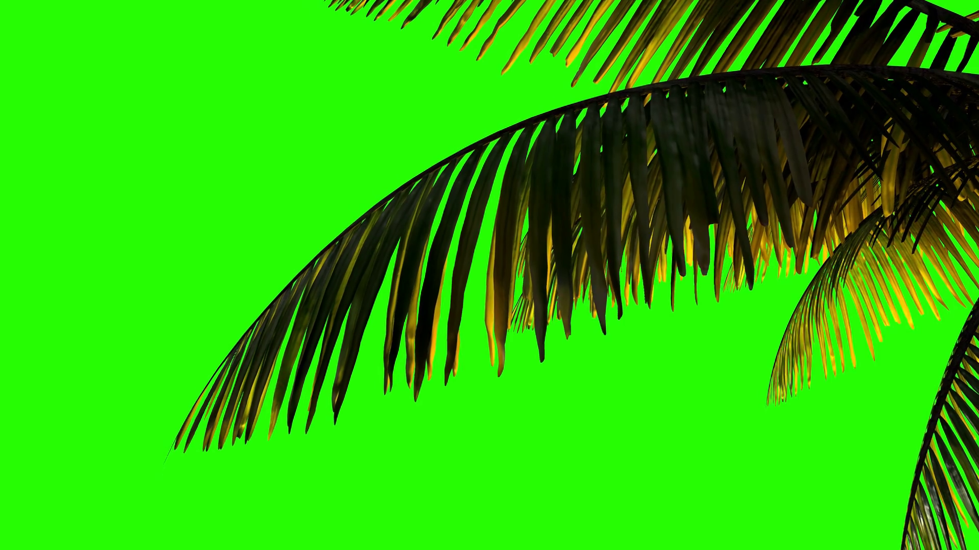 Animation Palm Branch Leaves In Wind On Stock Motion Graphics SBV ...