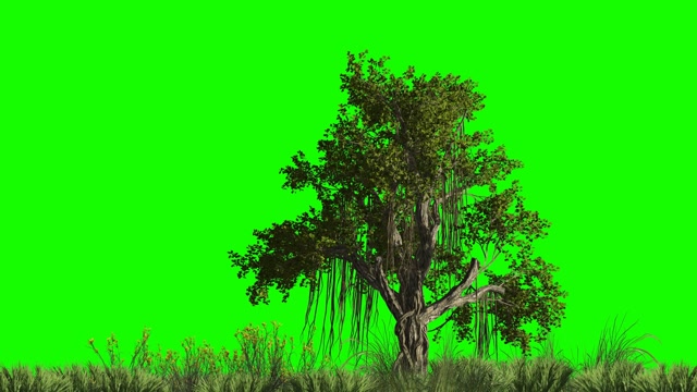 Like Green Screen | Nature motion backgrounds - Storyblocks